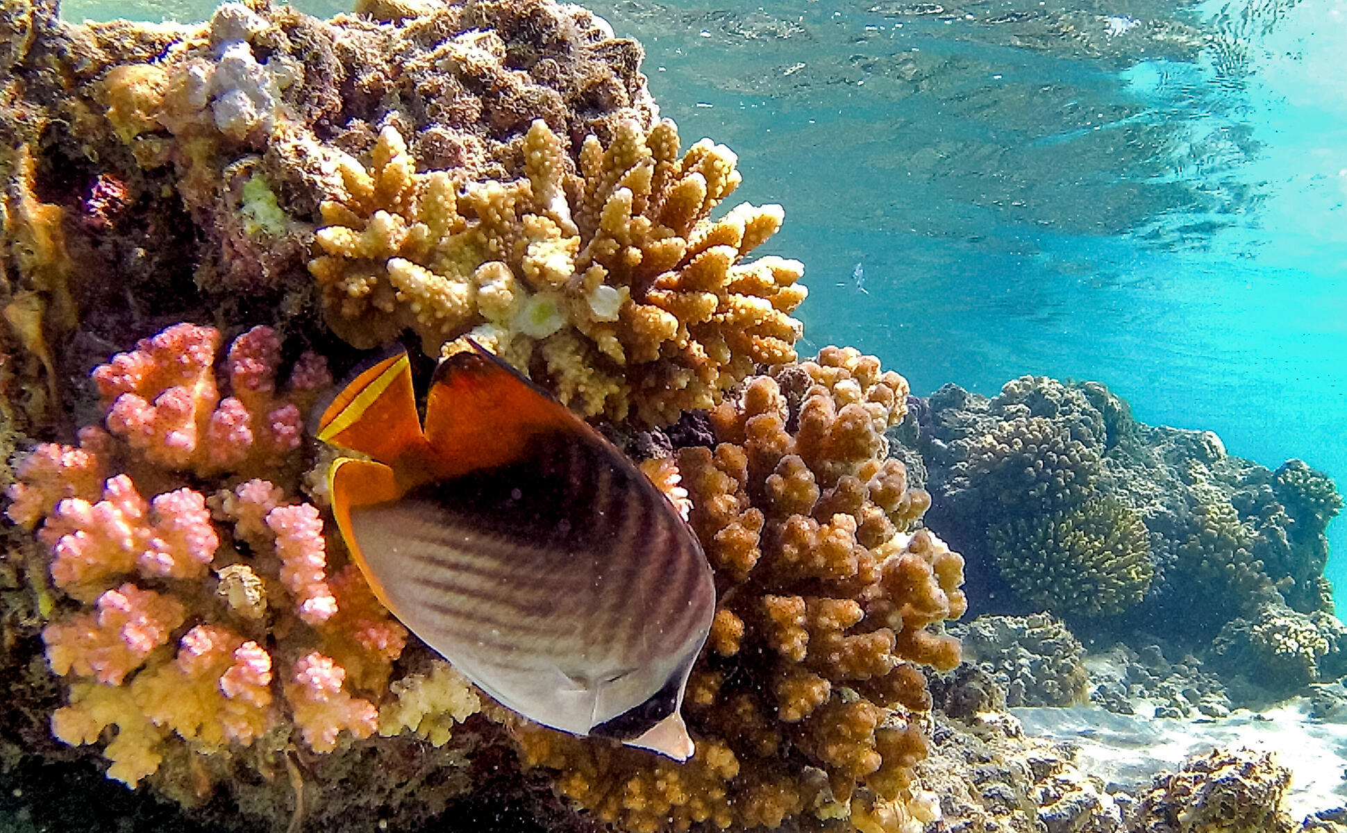 Heat-resilient Red Sea reefs offer last stand for corals
