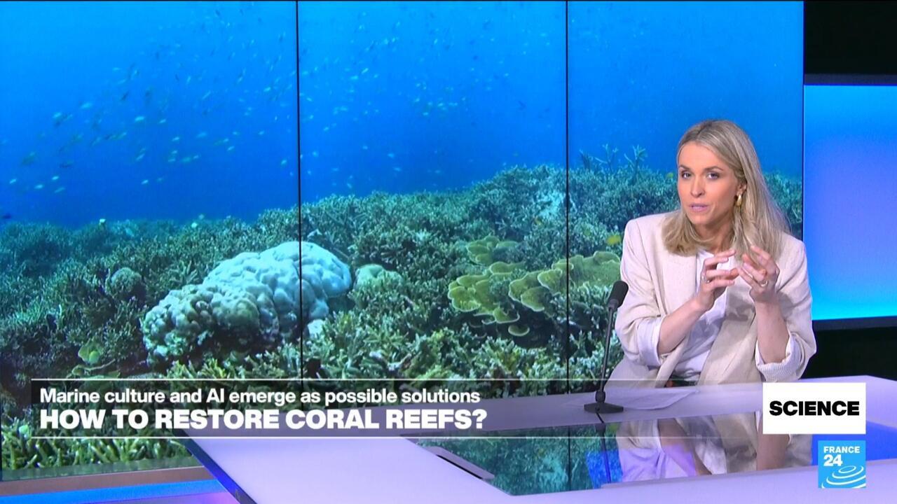 Restoring coral reefs: Marine farms and AI emerge as possible solutions ...