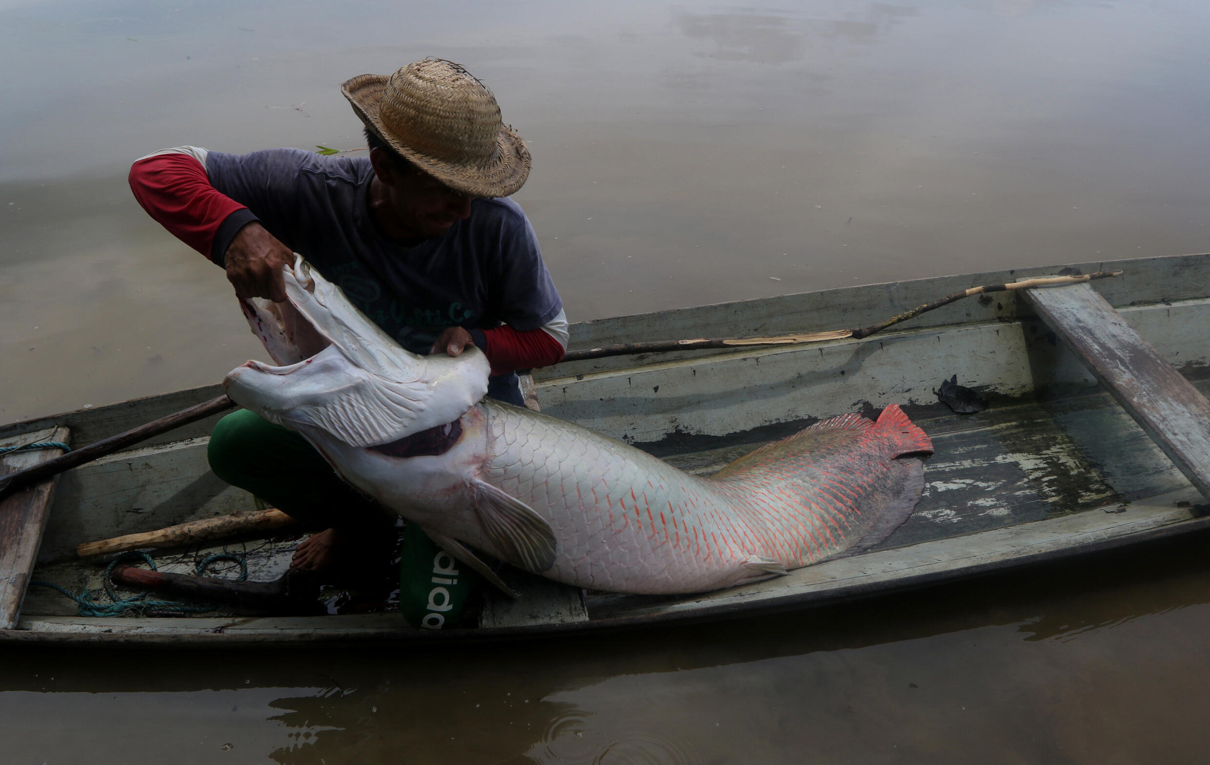 Pirarucu: Amazon's giant air-breathing fish in poachers' sights
