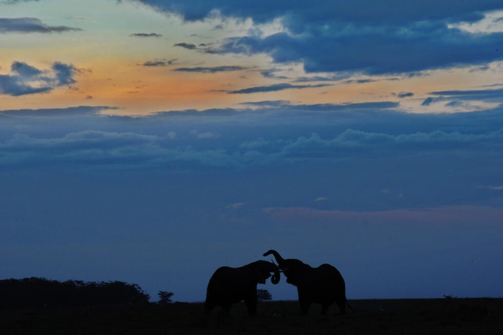 Elephants call each other by name, study finds