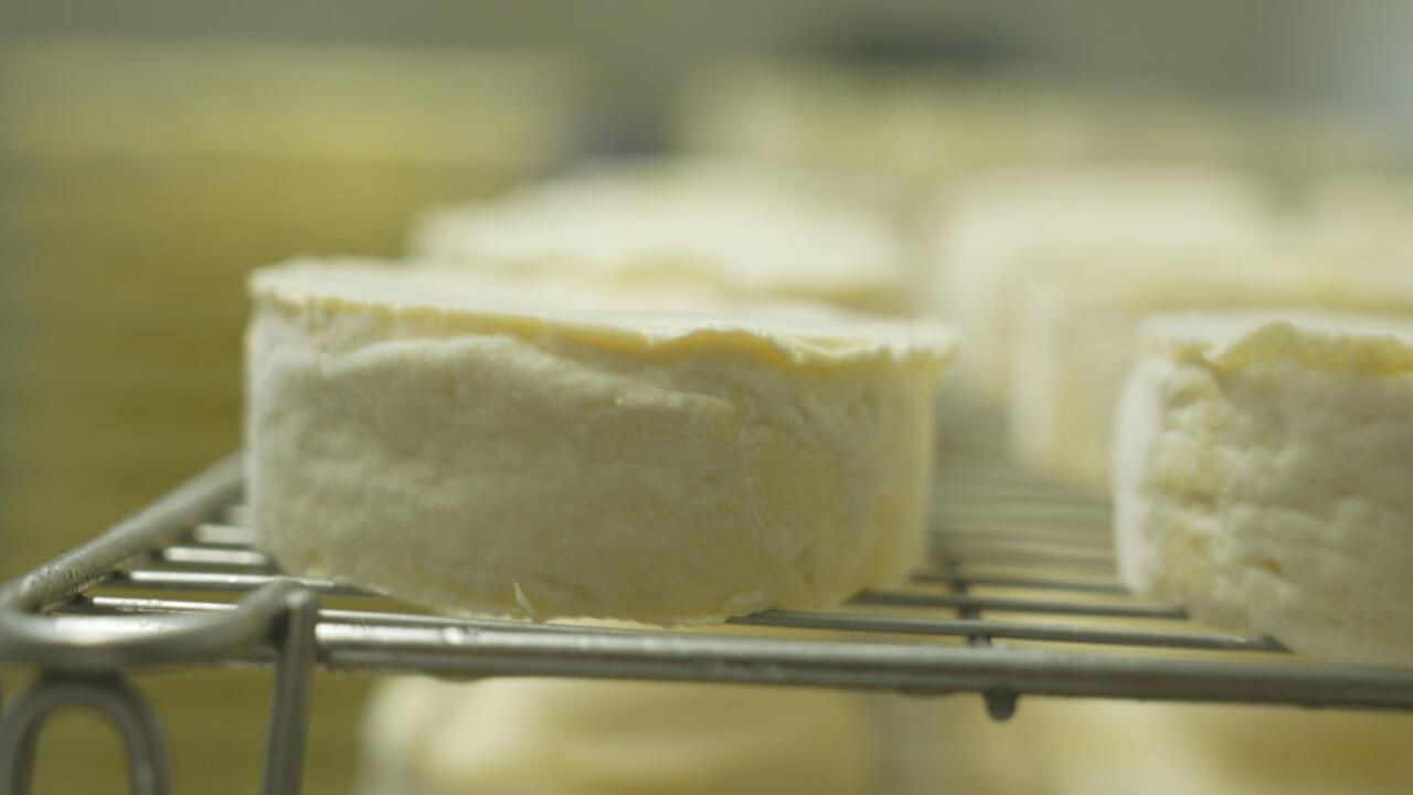 Could the days of Camembert cheese be numbered? - Down to Earth - France 24