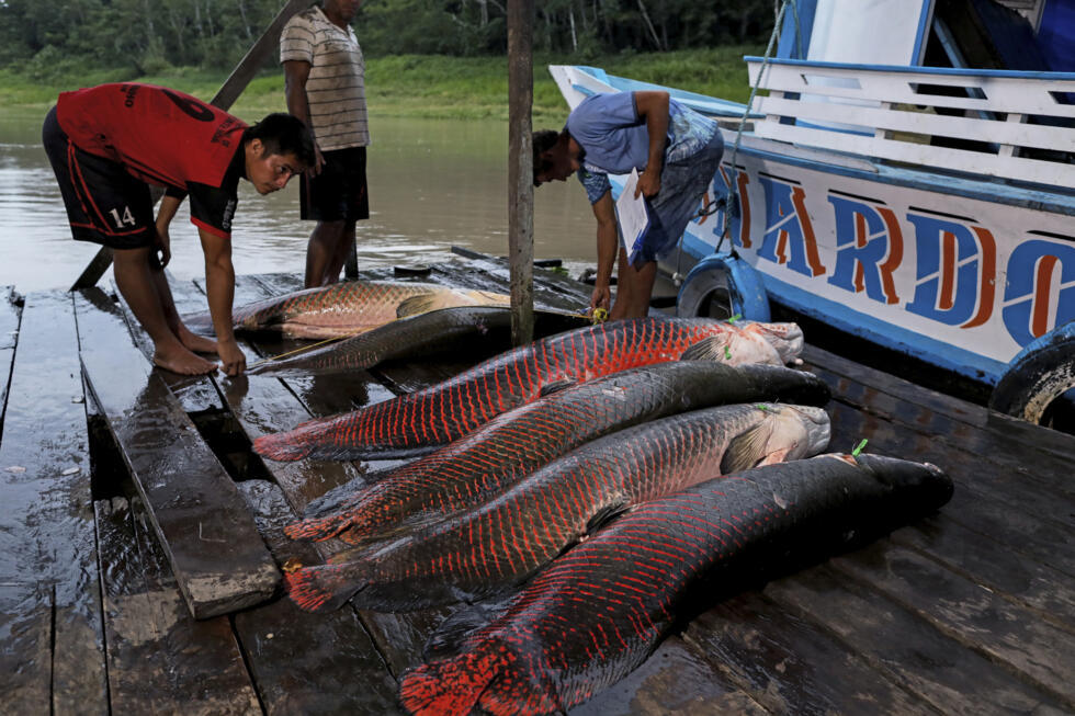 Pirarucu: Amazon's giant air-breathing fish in poachers' sights