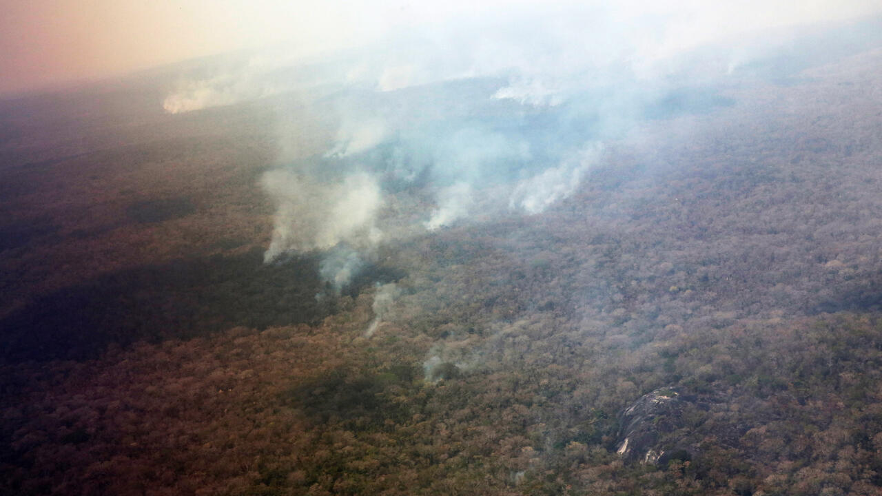 Estudio revela capacidad de árboles del Amazonas para absorber ...
