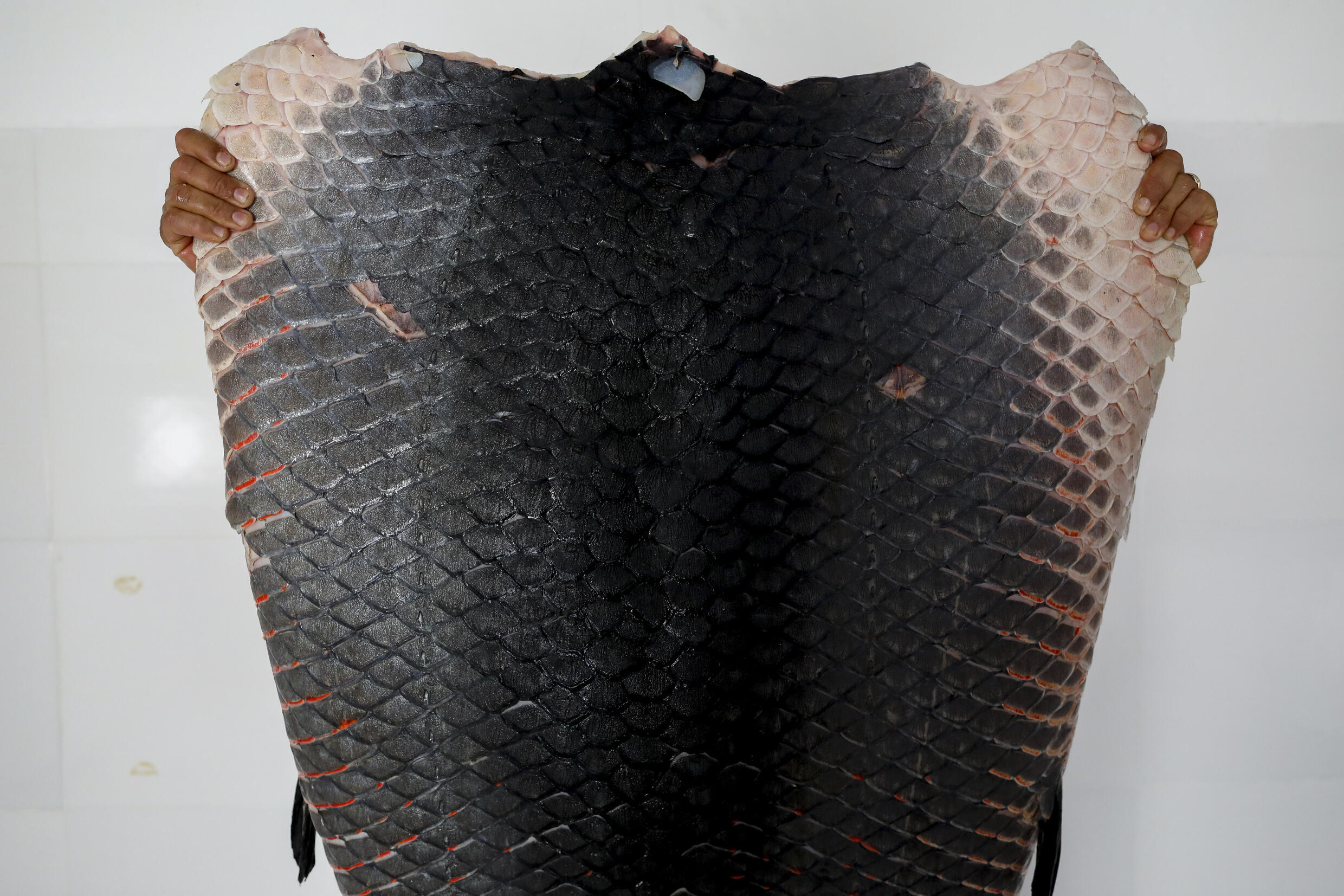 Pirarucu: Amazon's giant air-breathing fish in poachers' sights