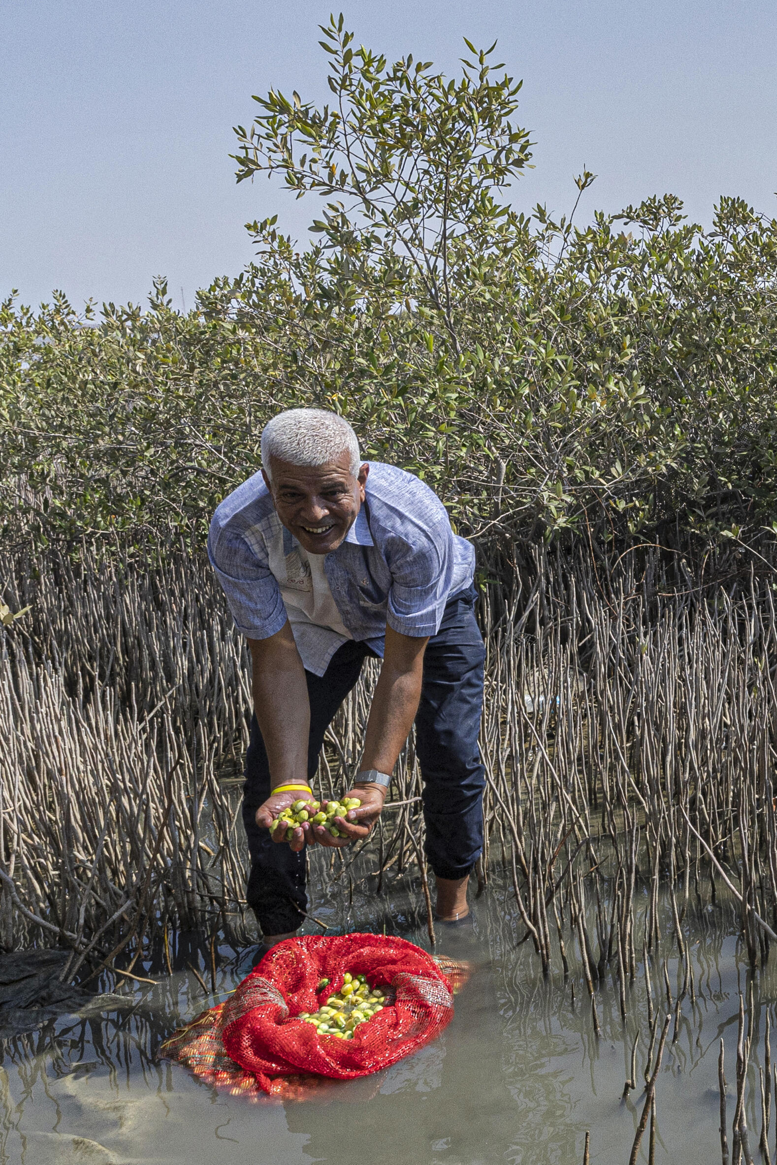 Egypt replants mangrove 'treasure' to fight climate change impacts