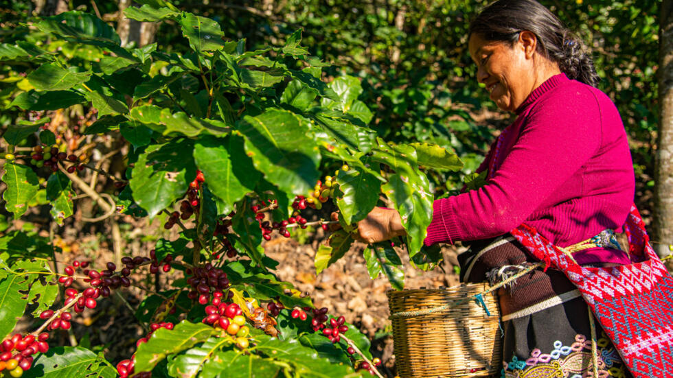 La crisis climática afecta los cultivos de café en México: reportan ...