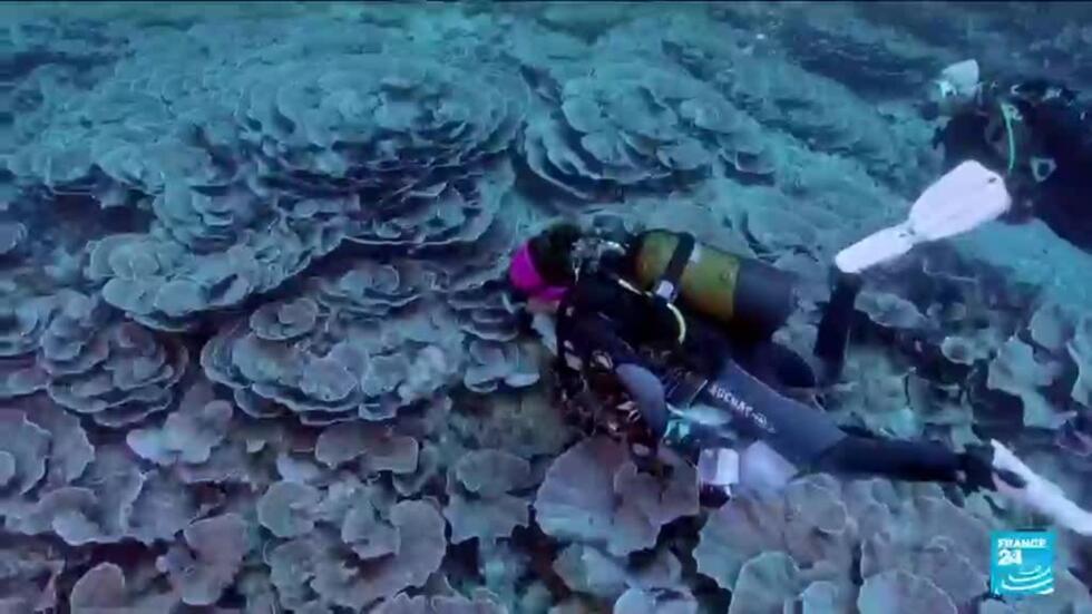 'Remarkable' discovery: Rare, giant coral reef found off Tahiti - France 24
