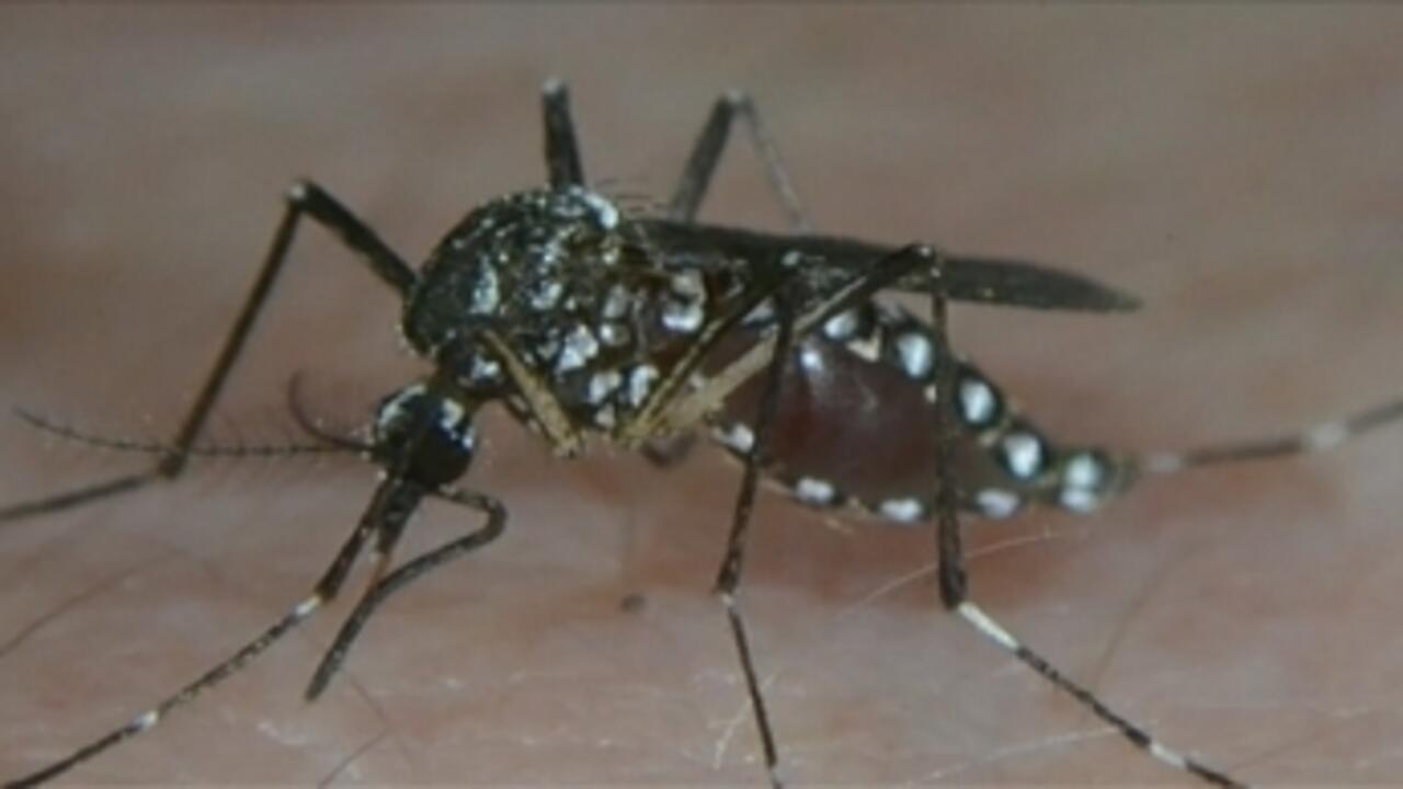 Brazil's 'mutant' mosquitoes attack disease - Down to Earth - France 24