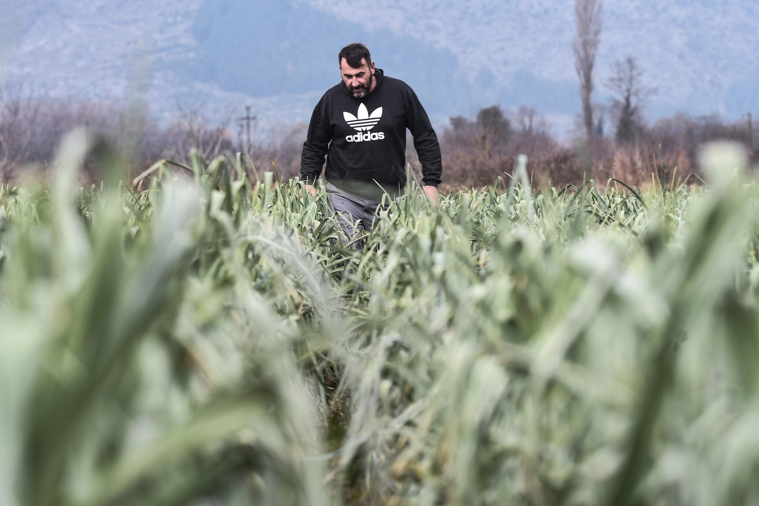 'Keeping it fresh': Greek growers use nature to clean crops