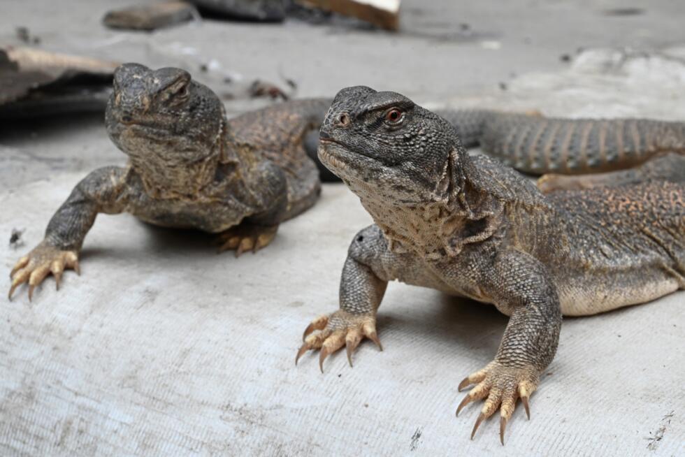 Quack 'aphrodisiac' from lizard a hit in Pakistan