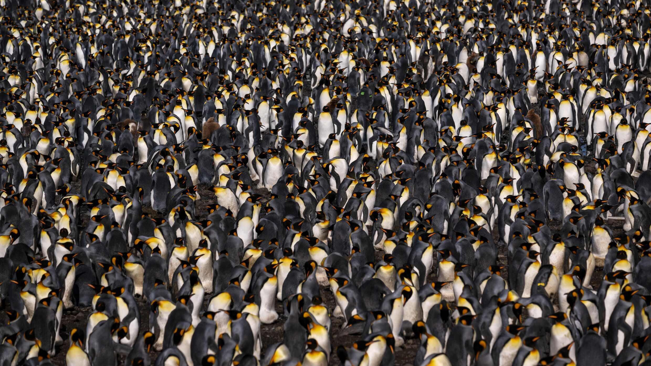 They survived the hunters: now king penguins face climate change