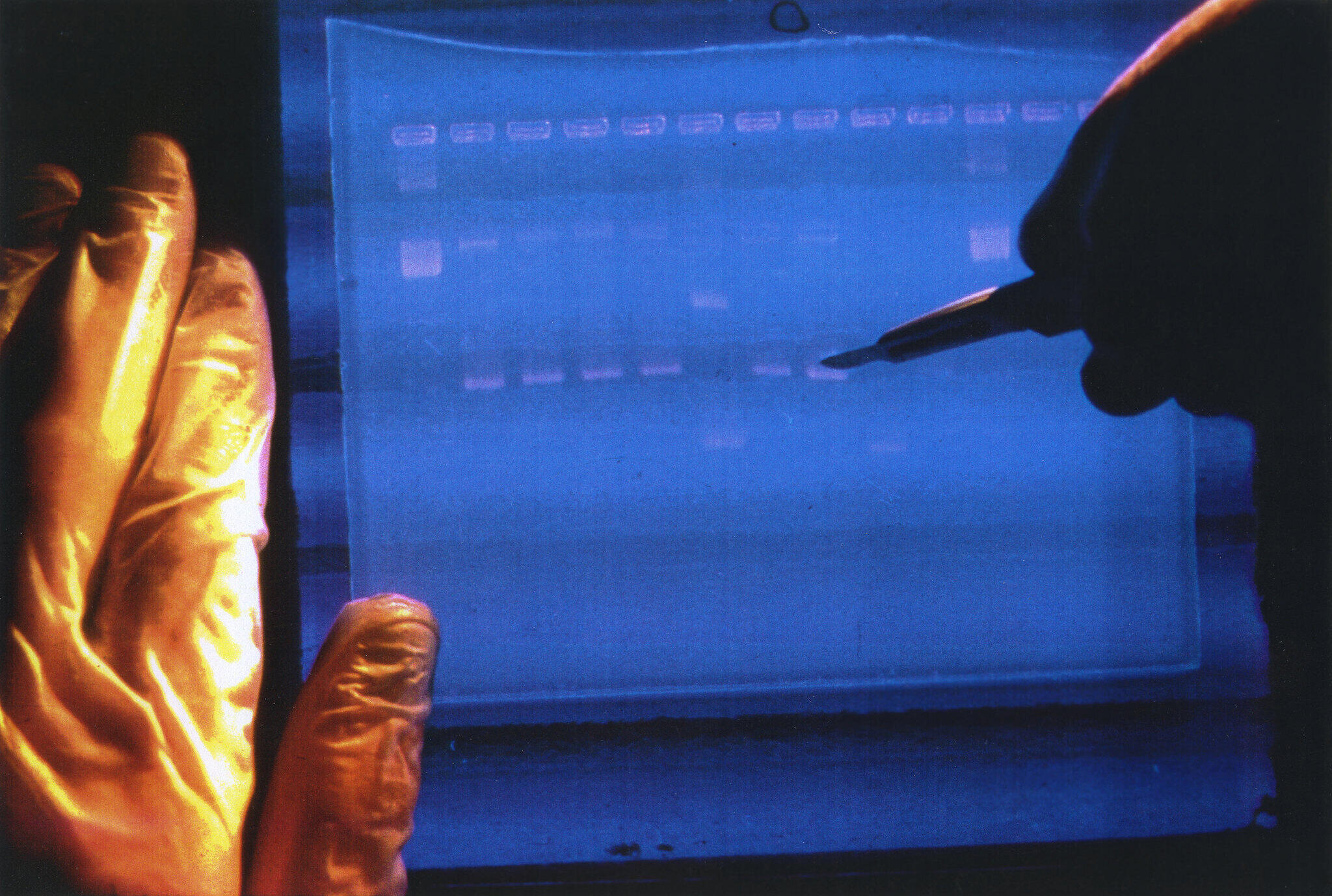 El nuevo pangenoma humano revela nuestra diversidad genética - Salud