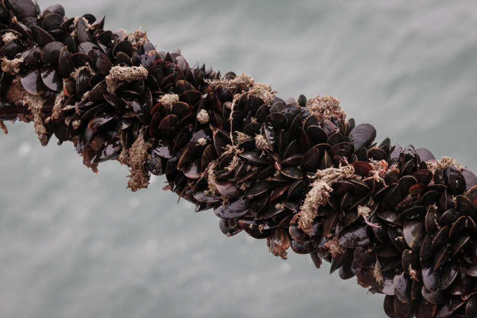 Belgium flexes its new locally sourced mussels