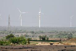 India's green energy wind drive hits desert herders hard