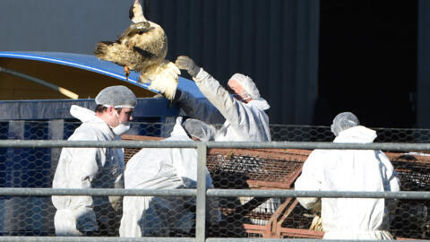 Largest global bird flu outbreak ‘in history’ shows no sign of slowing