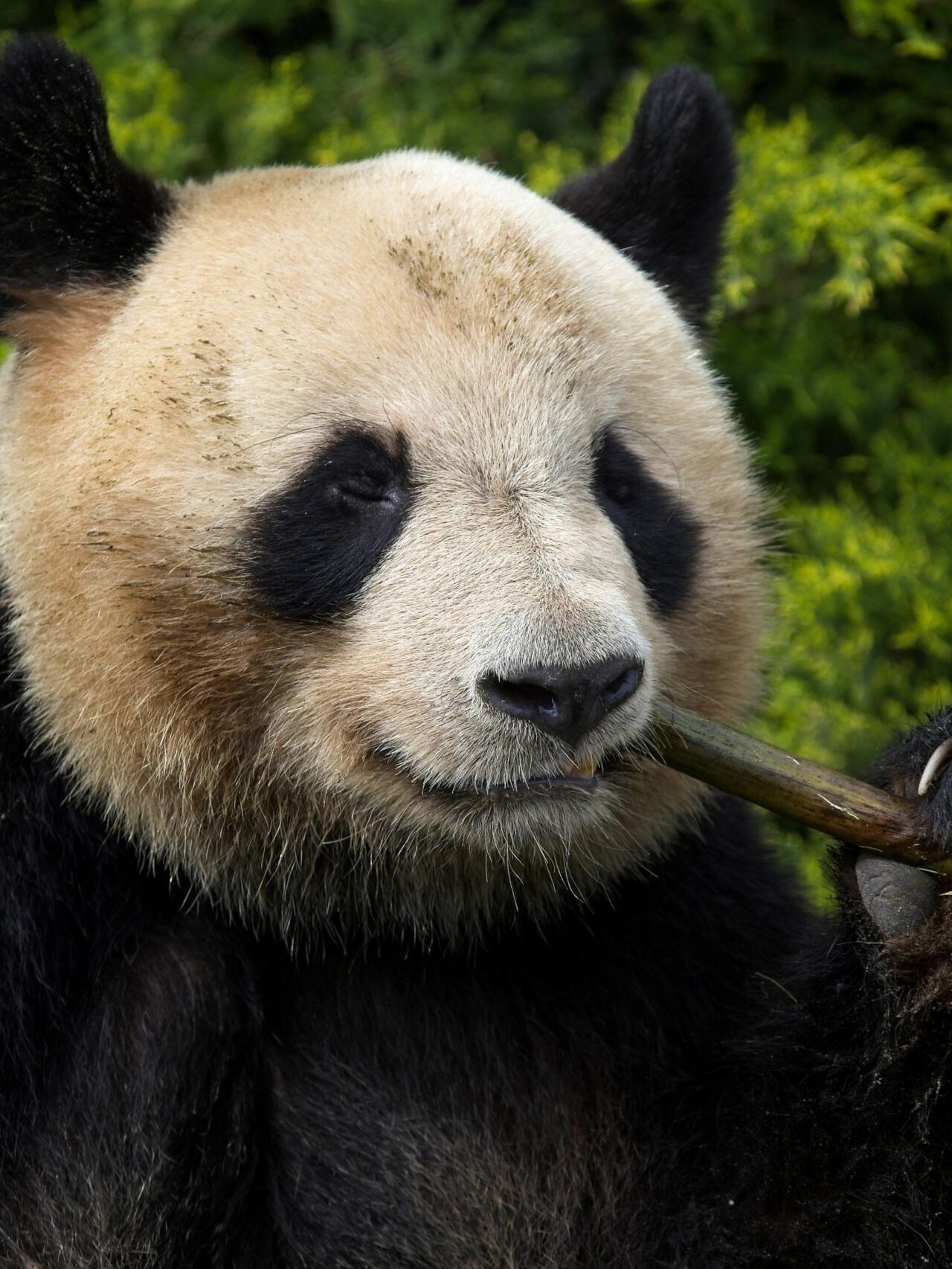 Le Panda Le Plus Mignon Du Monde