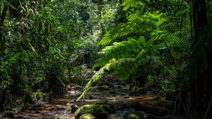 La “fiebre del oro”, el mercurio y la violencia entran al parque Madidi ...
