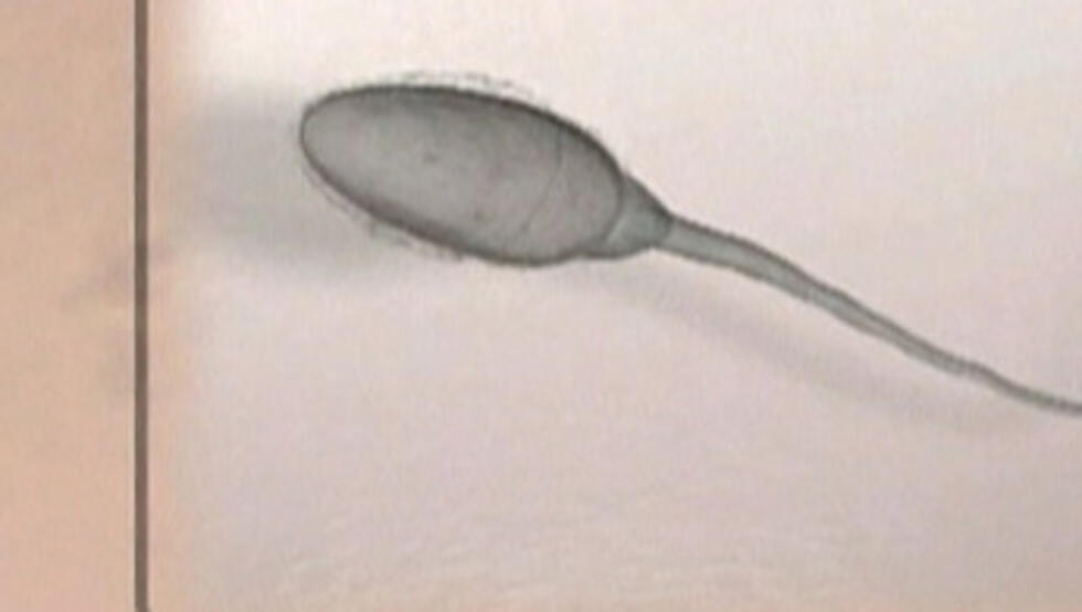 UK scientists first to create sperm in laboratory