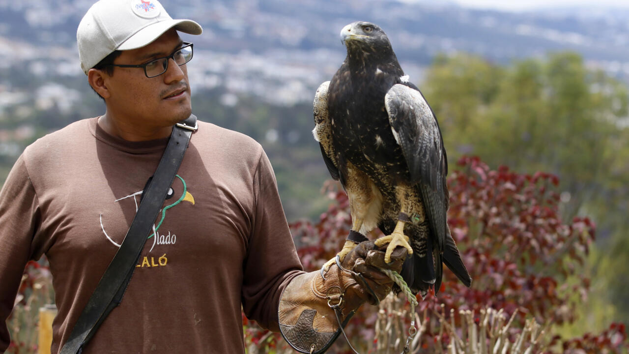 “Es un símbolo de estatus”: narcozoológicos, la moda del poder de la ...
