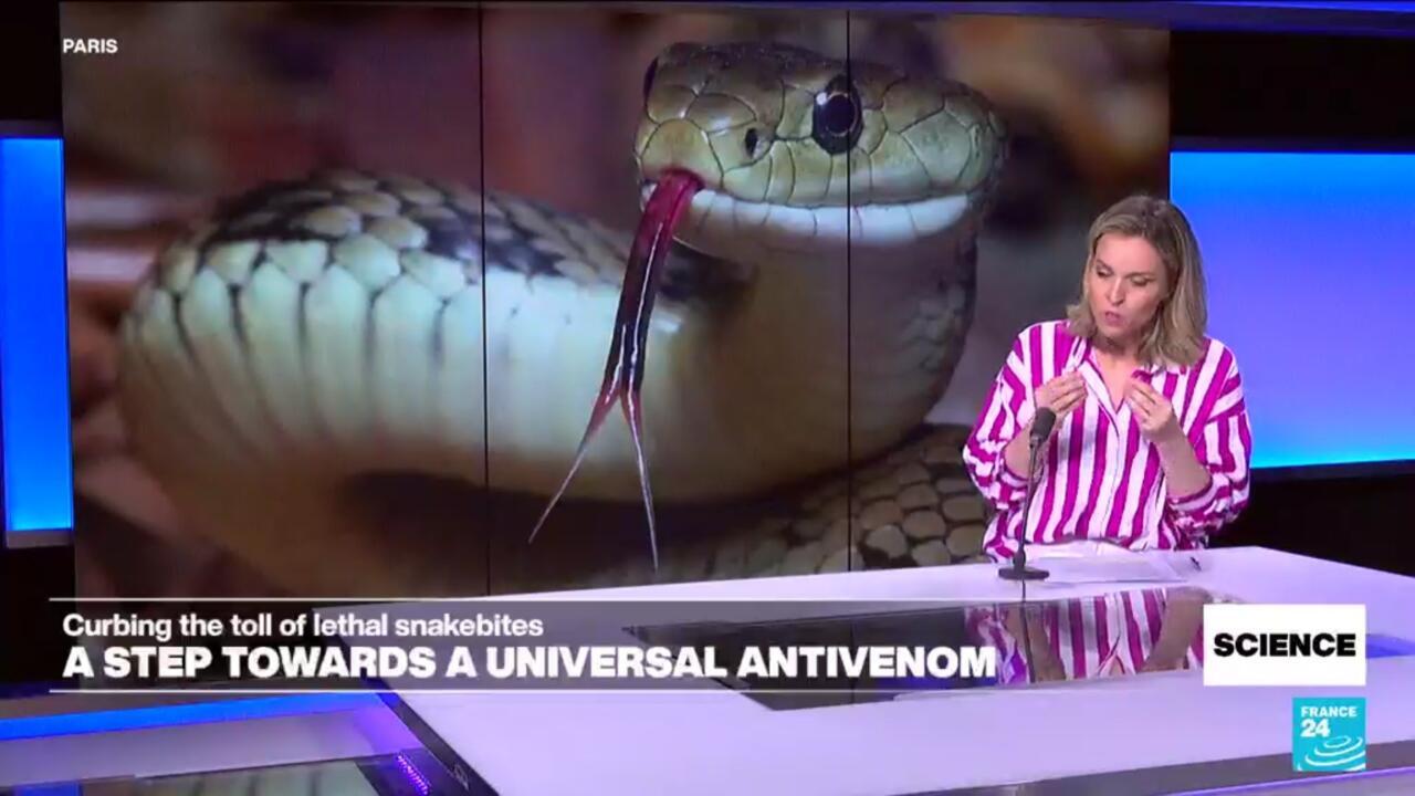 A step towards a universal antivenom: Curbing the toll of snakebites ...
