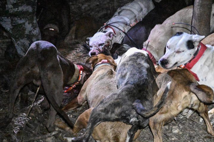 China's viral wild boar hunters attract fame and concern