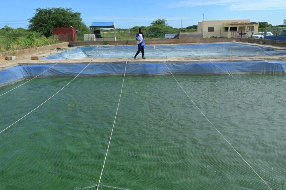 Senegal looks to aquaculture as fish stocks dwindle