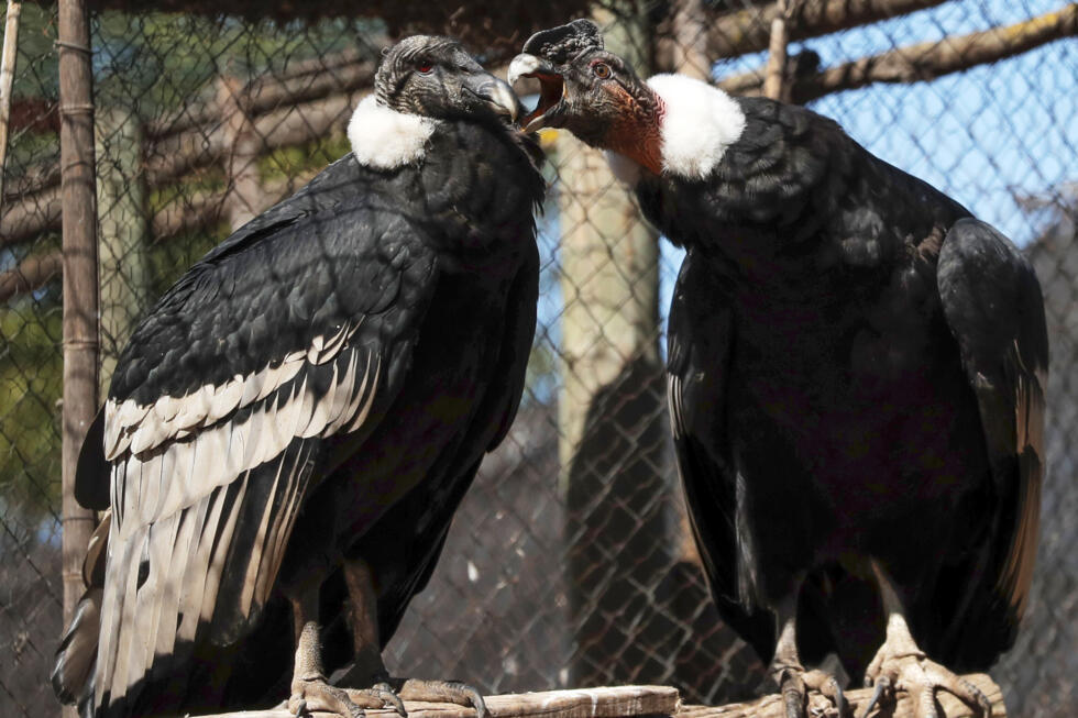 Chile preparing threatened condor chicks for release into wild