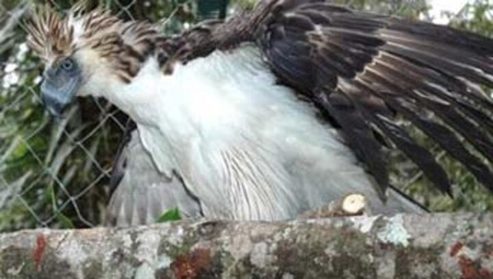 Unique Philippine fauna on verge of extinction