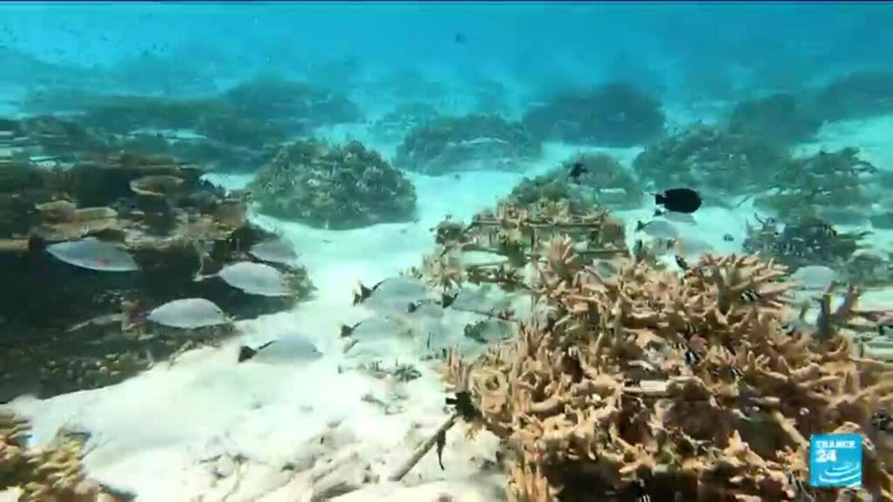 One Ocean Summit : qu'est-ce que la haute mer ? - France 24