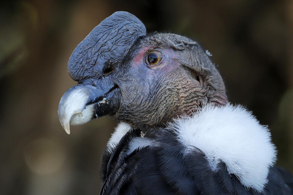 Chile preparing threatened condor chicks for release into wild