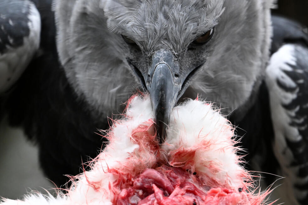In Colombia, a long, perilous romance to save the harpy eagle