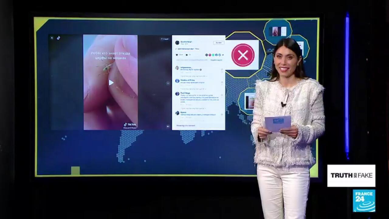 'Genetically modified mosquito' goes viral on TikTok - Truth or Fake