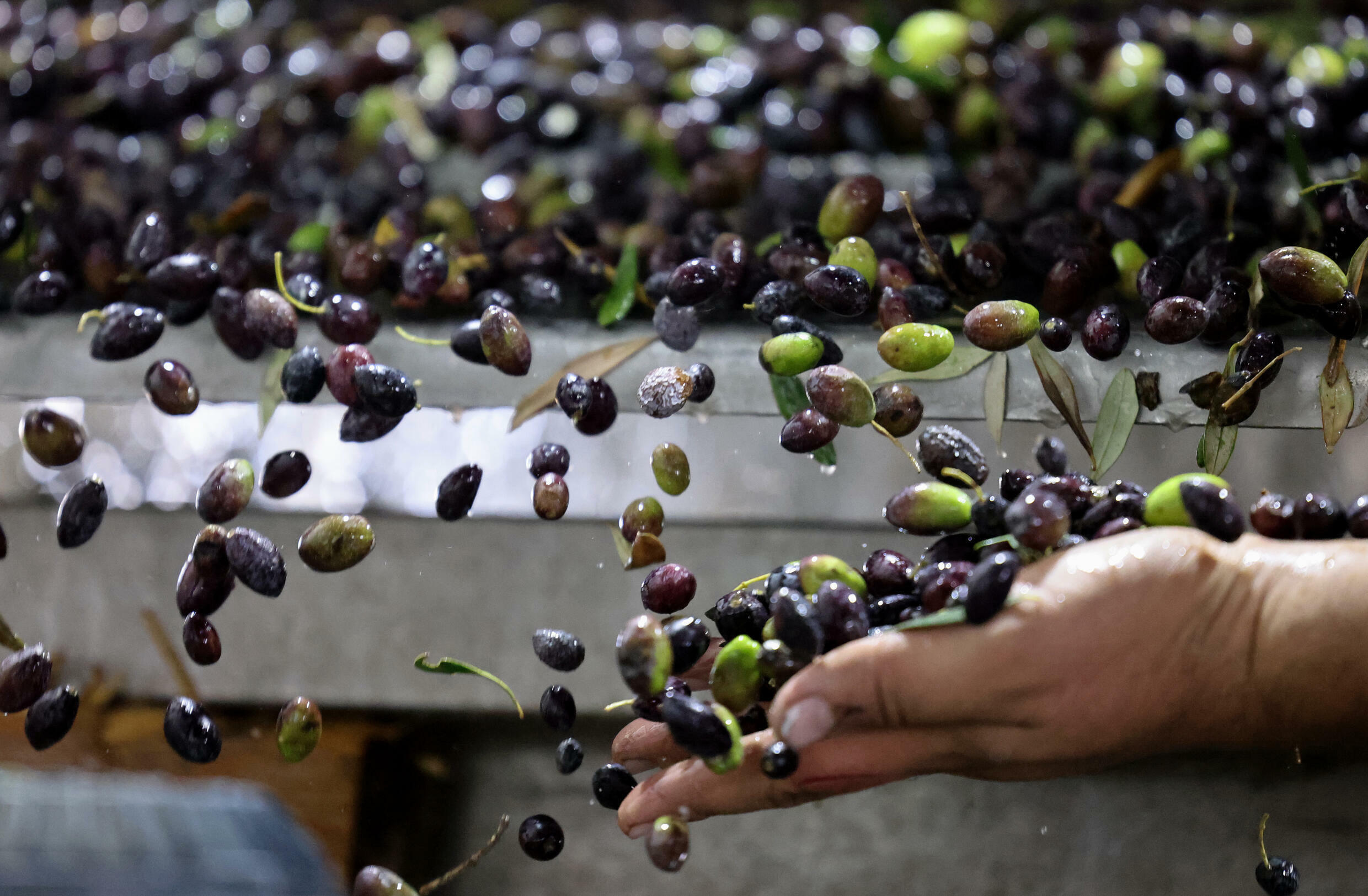 Israeli, Palestinian olive growers face same climate challenge
