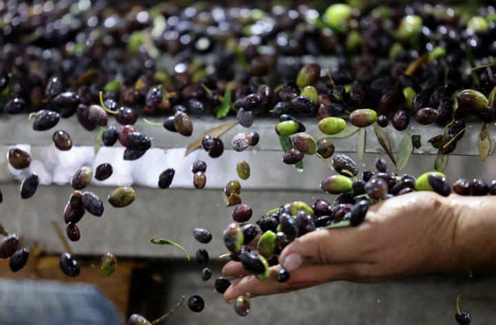 Israeli, Palestinian olive growers face same climate challenge