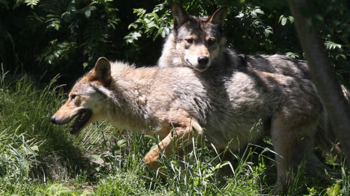 France to cull wolves to save sheep