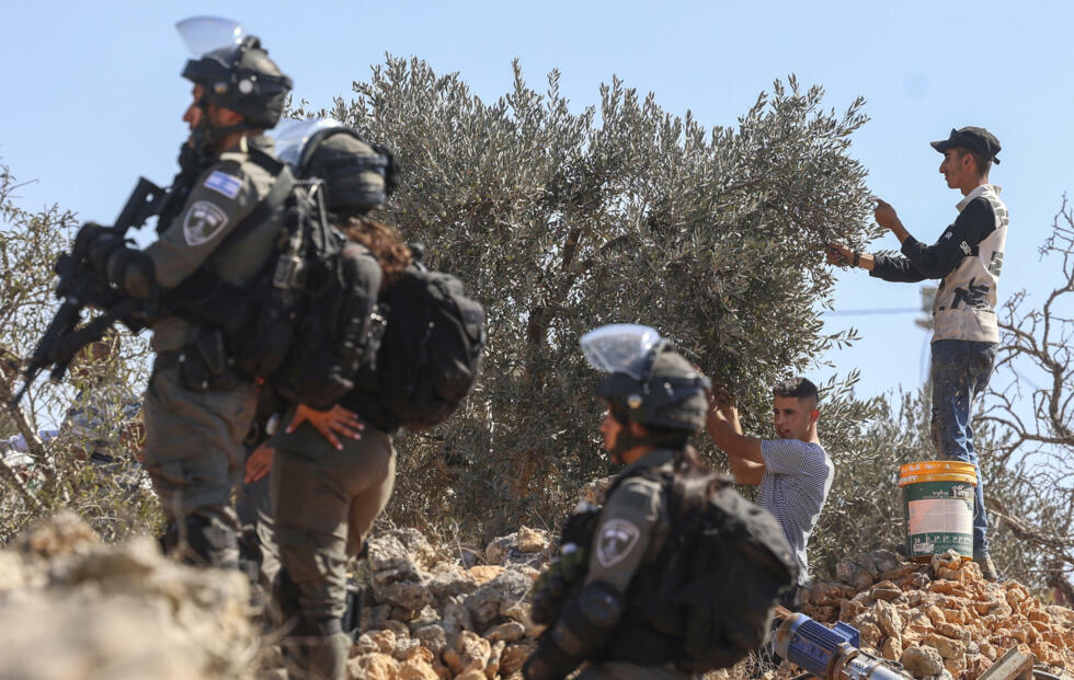 Israeli, Palestinian olive growers face same climate challenge