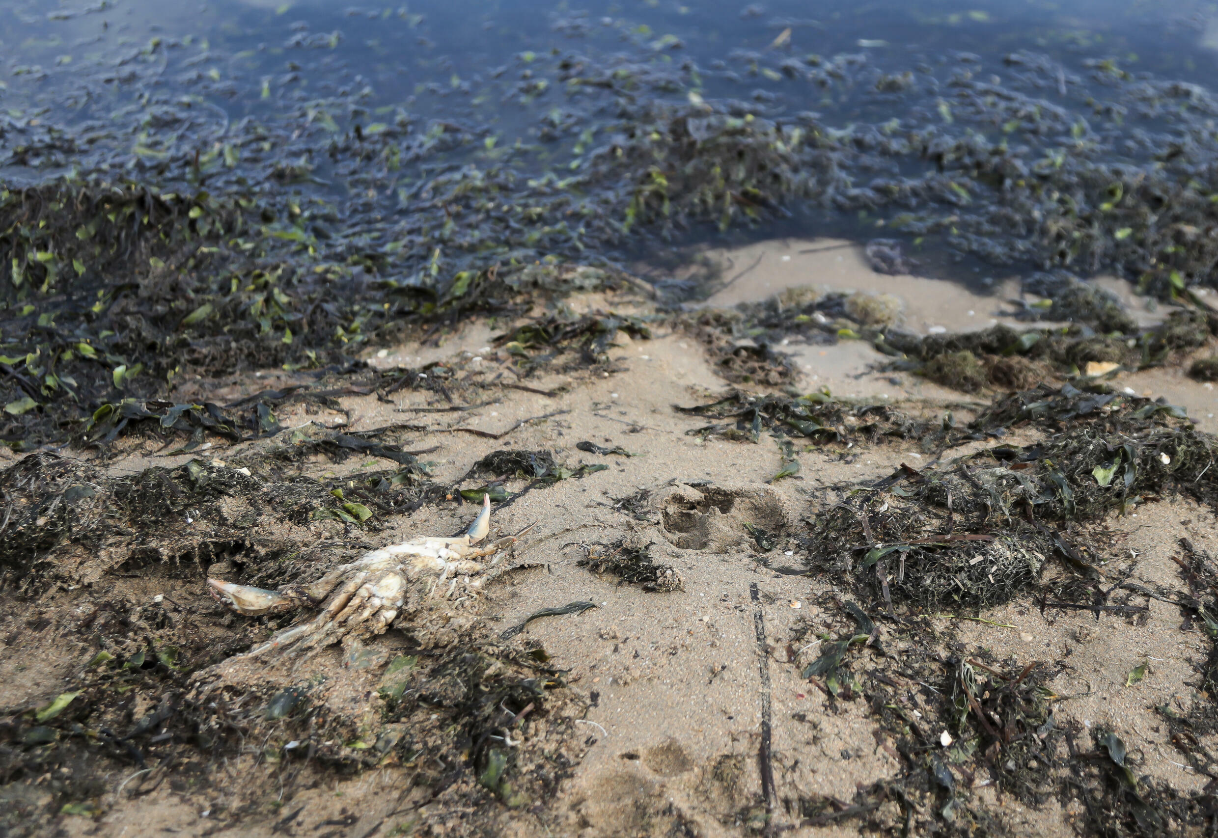 Spain's Mar Menor lagoon 'paradise' spits out tonnes of dead fish ...