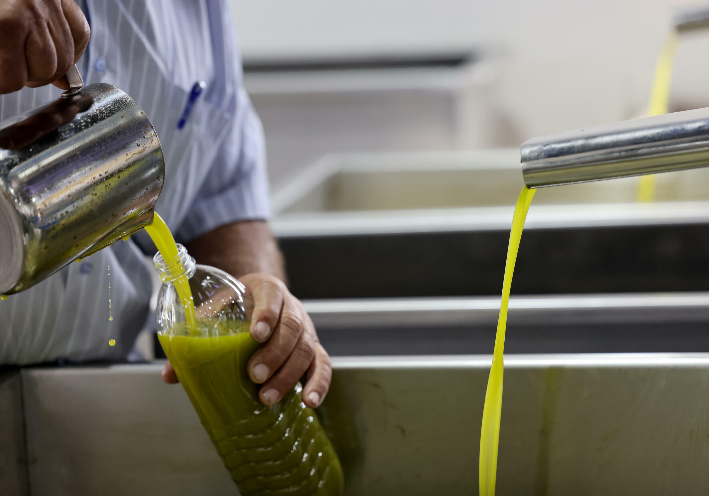 Israeli, Palestinian olive growers face same climate challenge