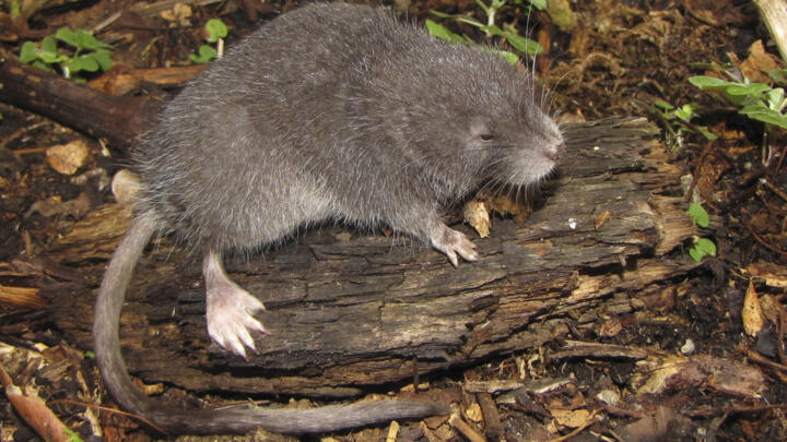 L'instant + : découverte d'un rongeur semi-aquatique inédit au Machu Picchu