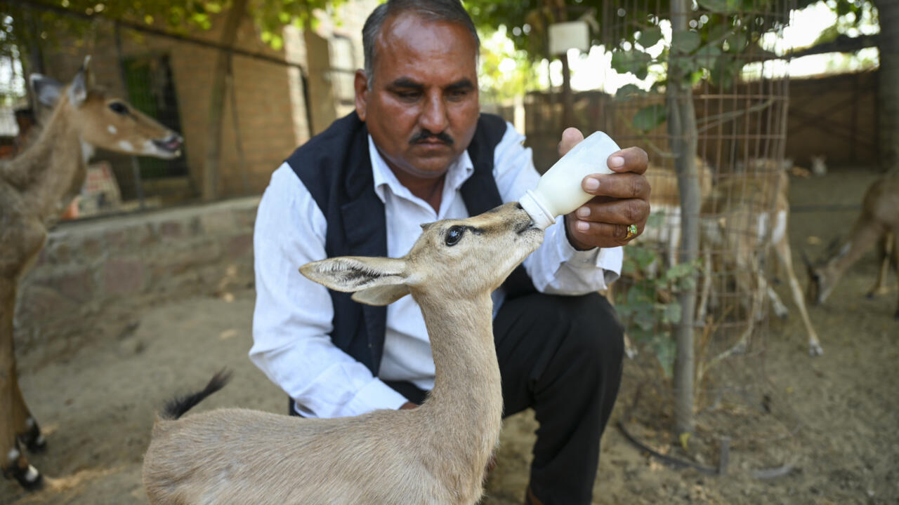 India's Bishnoi community, the original eco-warriors