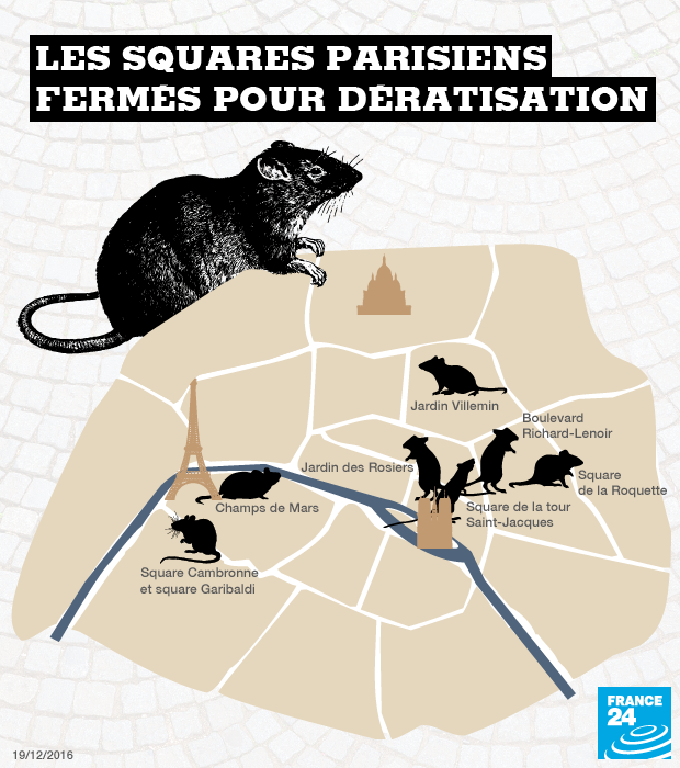 Les rats ont envahi Paris, la mairie contre-attaque