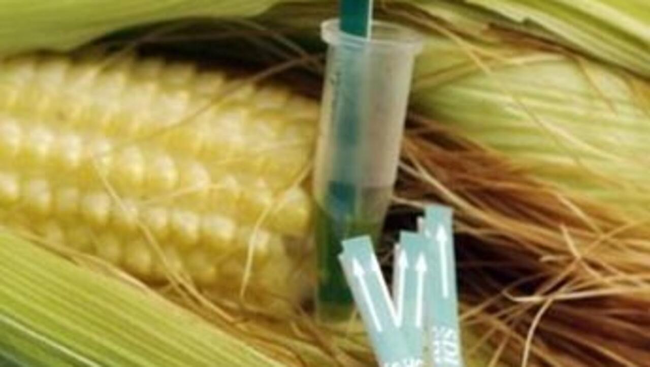 Brussels opens to genetically modified maize