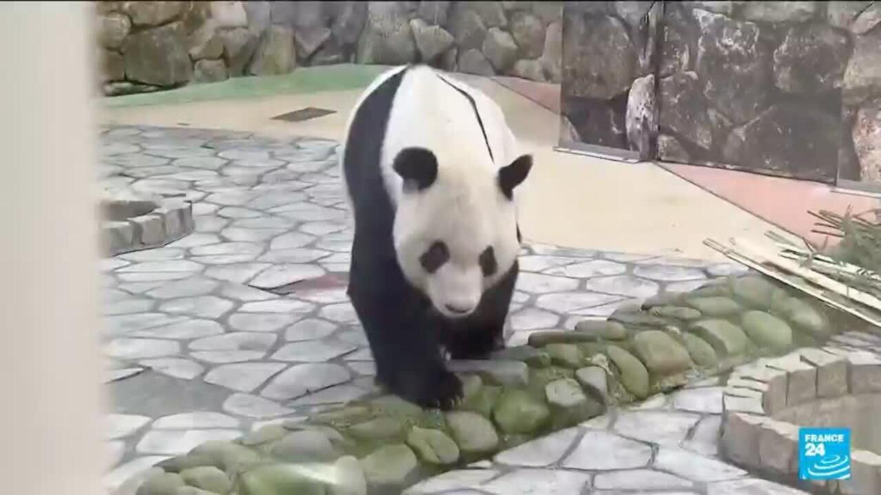 Le Japon rend 4 pandas à la Chine : des milliers d'admirateurs font ...