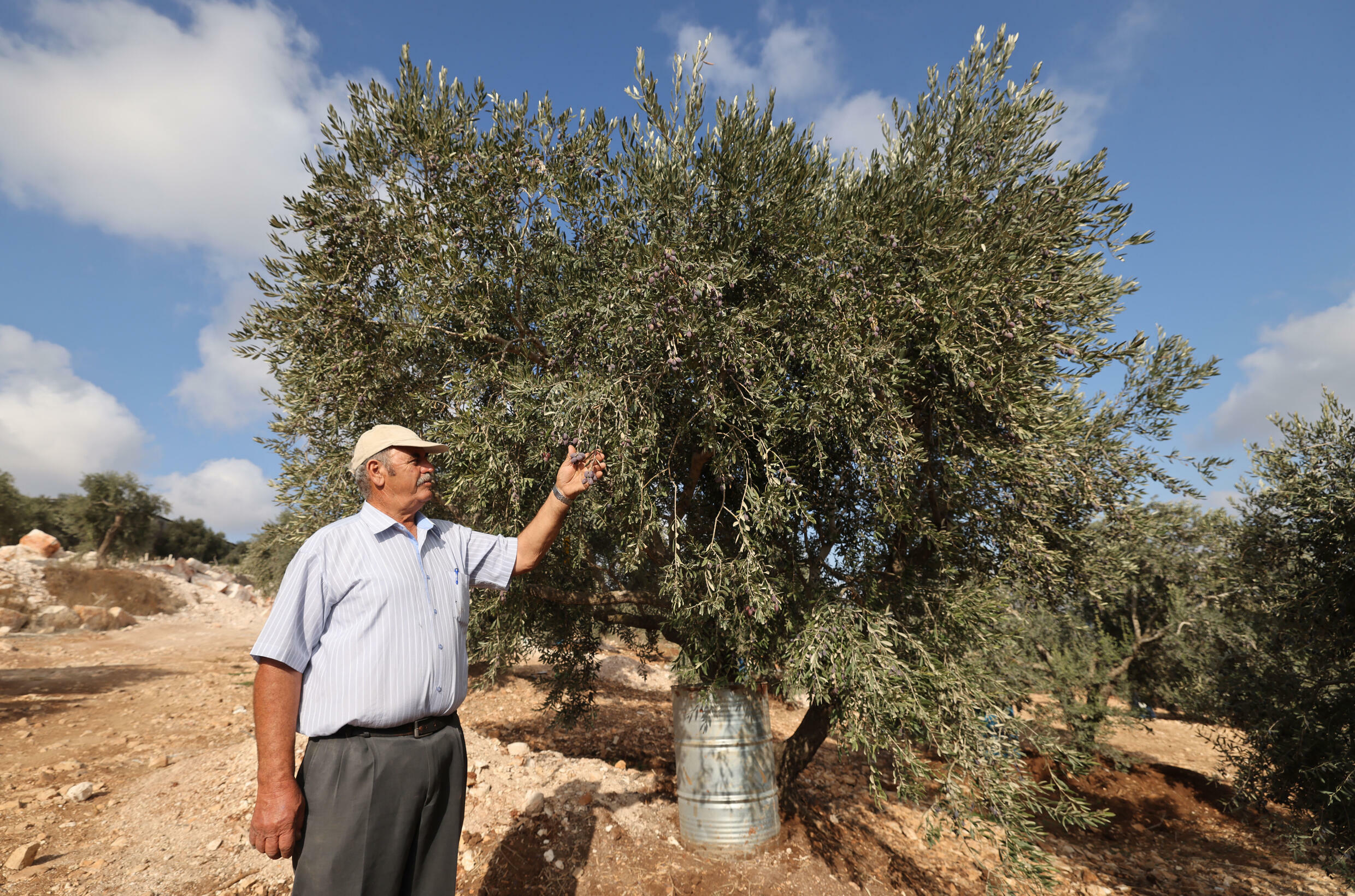 Israeli, Palestinian olive growers face same climate challenge