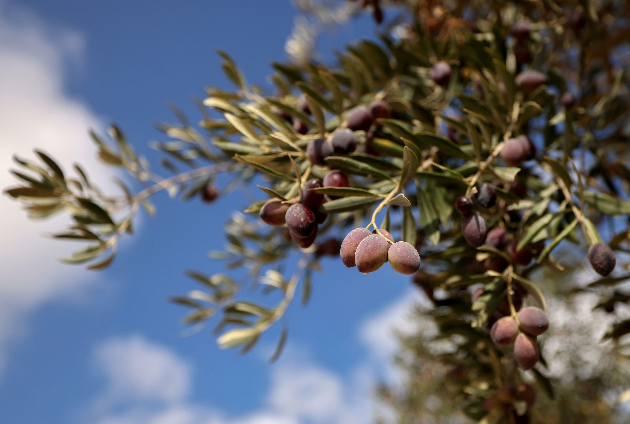 Israeli, Palestinian olive growers face same climate challenge