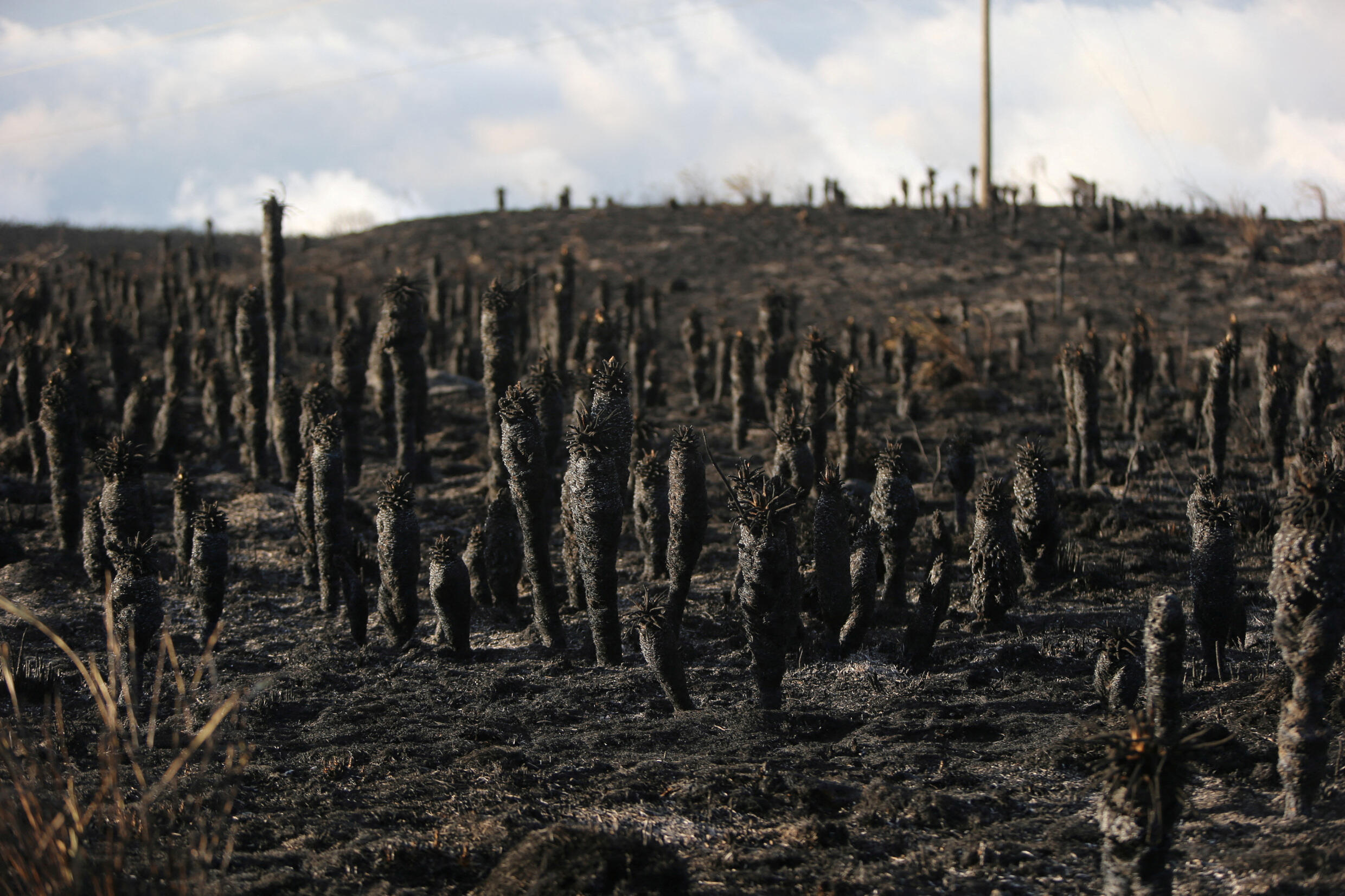 En las entrañas de uno de los incendios forestales más intensos de ...
