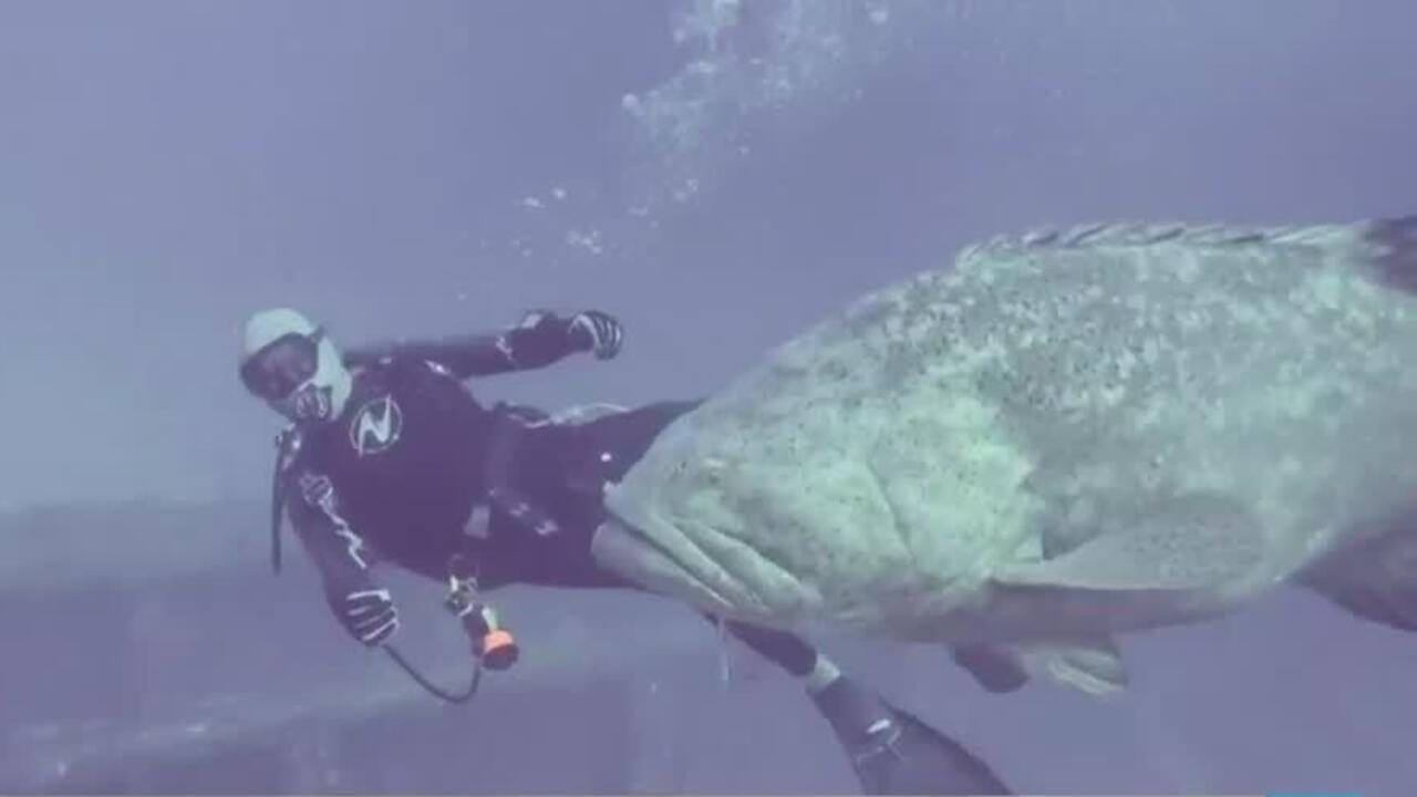 El mero gigante está en peligro debido a la retoma de su pesca en las ...
