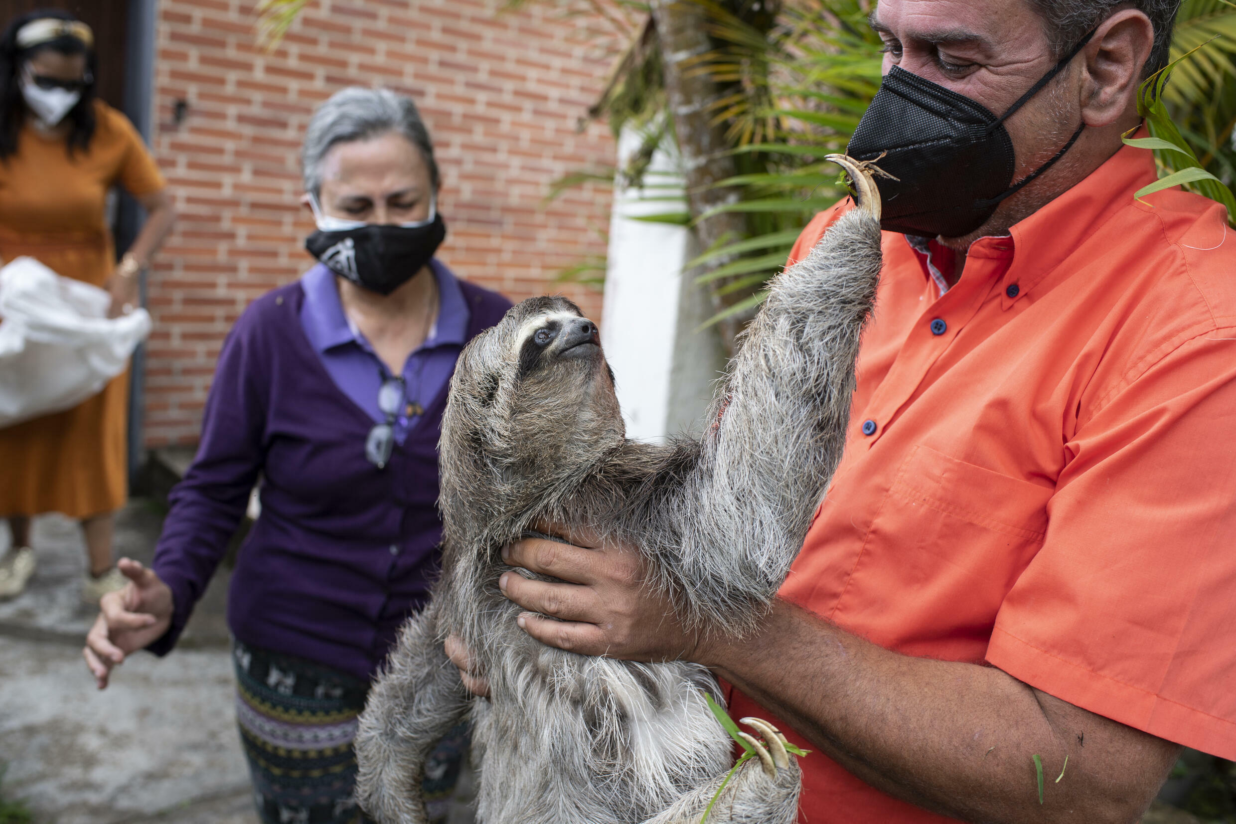Venezuelan couple goes all out for smiling but endangered sloths ...