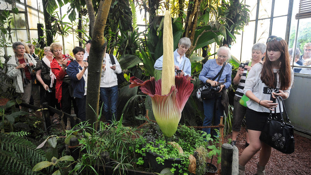 Hundreds queue to see smelly ‘Titan’s Penis’ flower