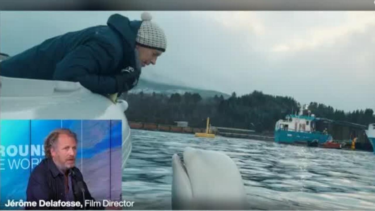 Hvaldimir: How the 'spy-whale' helped scientists better understand ...